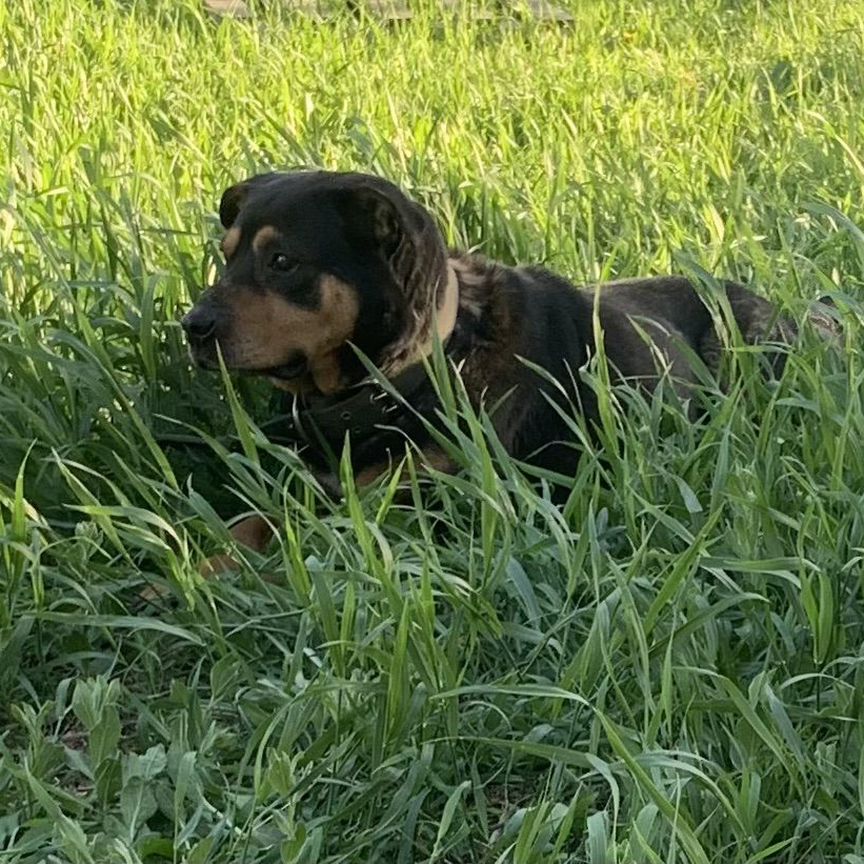 Отдам бесплатно щенка