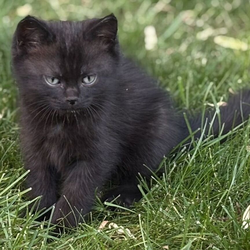 Котенок мальчик. Около 3 недель