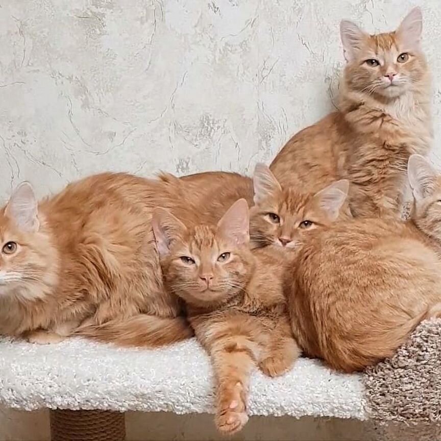 Котята