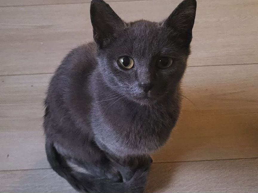 Котёнок ищет дом