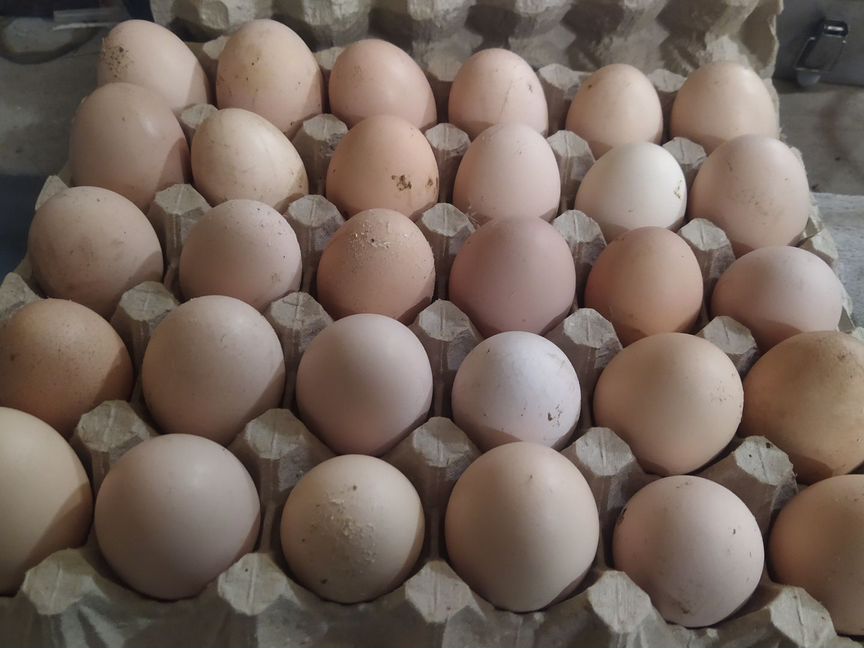 Яйца Ливенской породы