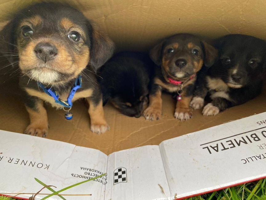 Щенки Таксы