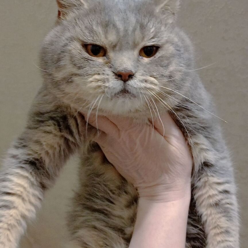 Британский кот отдам