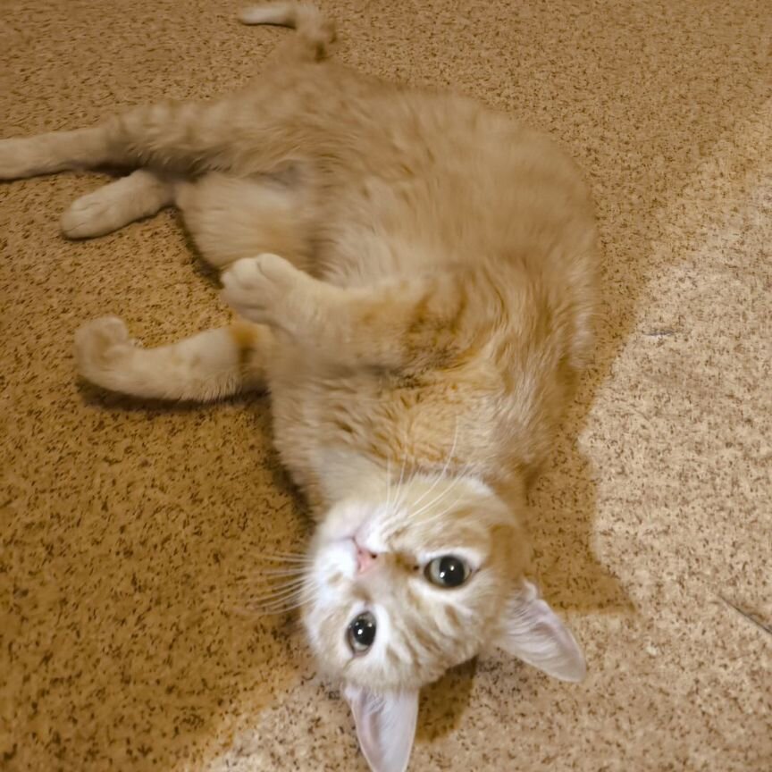 Кошка(рыжая