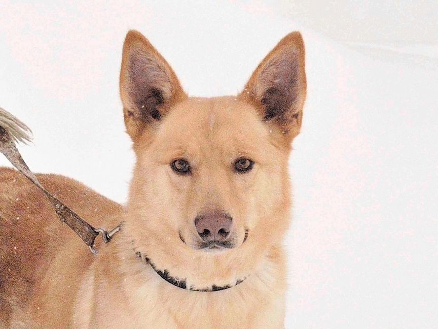 Коричневый нос