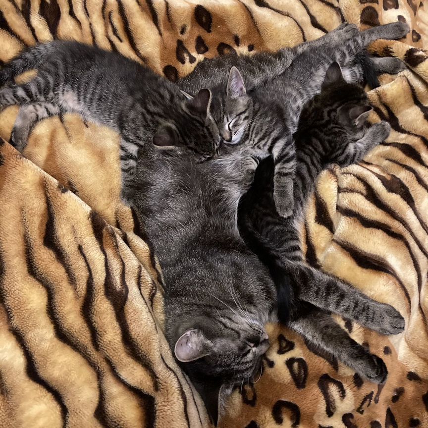 Котята домашние