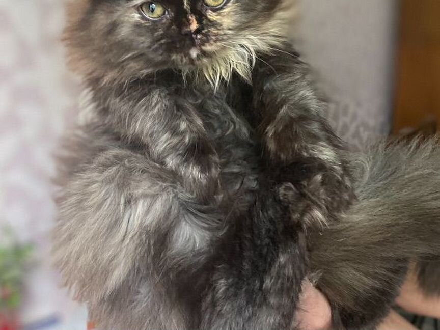 Персидская кошка