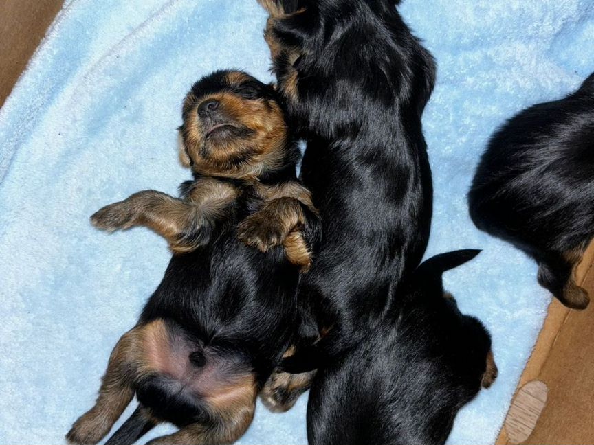 Собаки щенки йорк