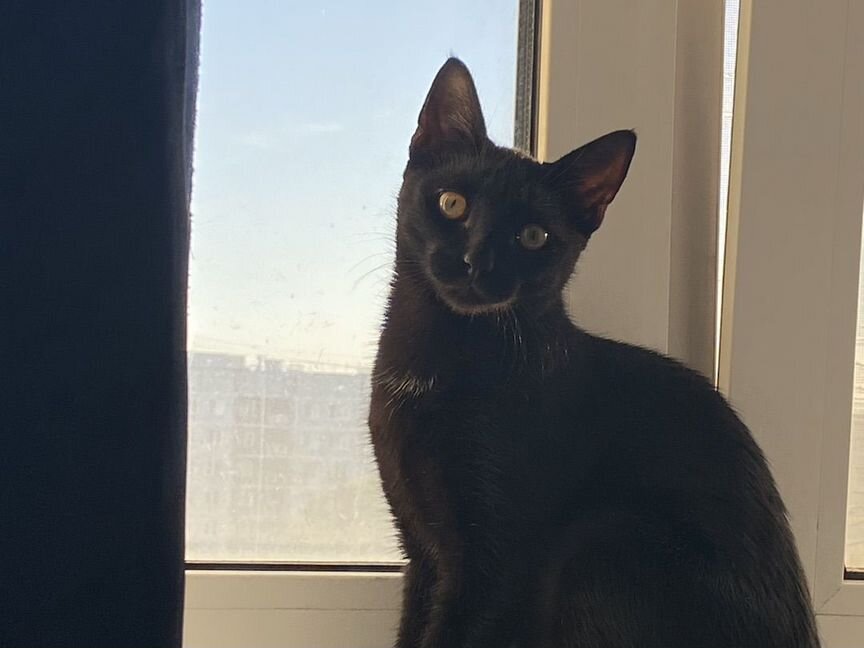 Котенок-подросток 5 мес