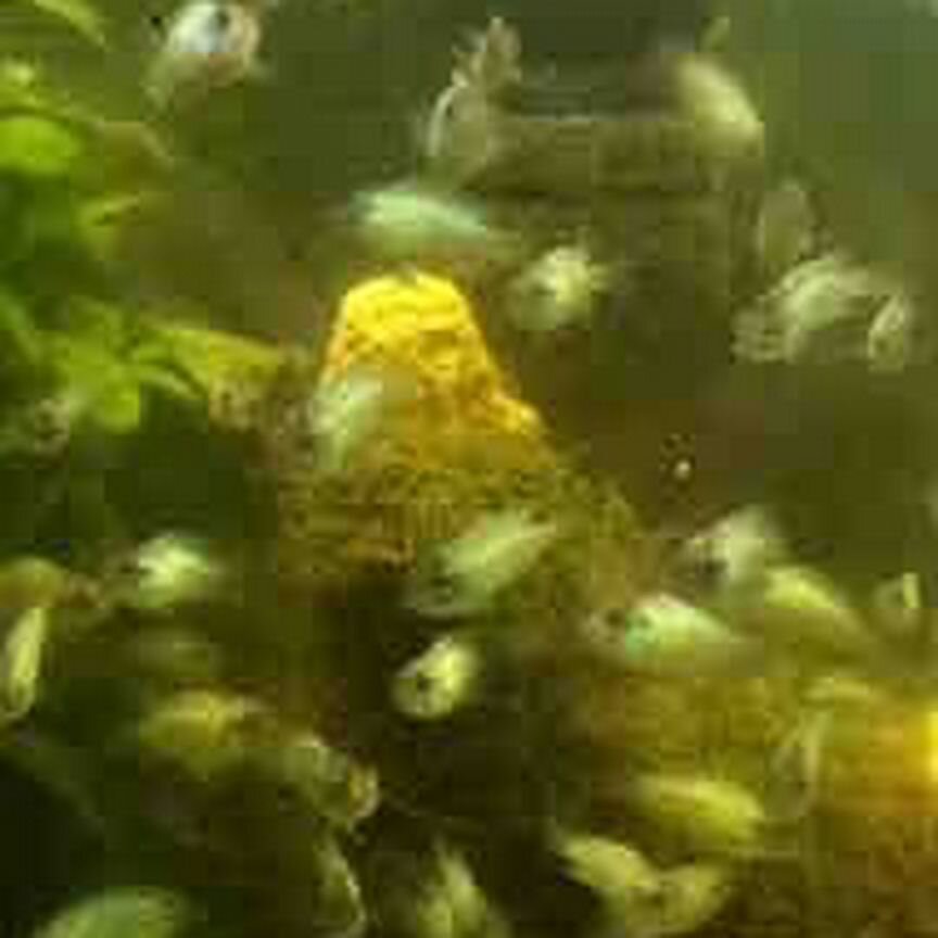 Акара неоновая