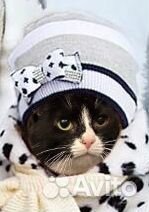 Серьезная ласковая красавица и умница ищет дом