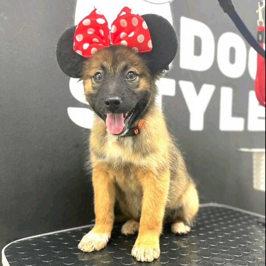 Щенок мальчик