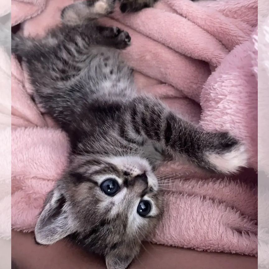 Котёнок в добрые руки