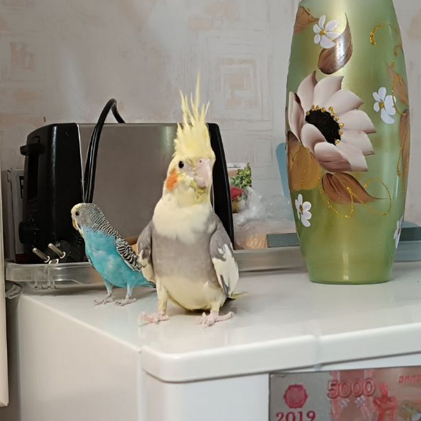 Волнистый попугай с клеткой