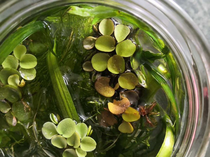 Прополка растений из аквариума