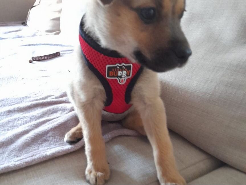 Собаки бесплатно маленькие