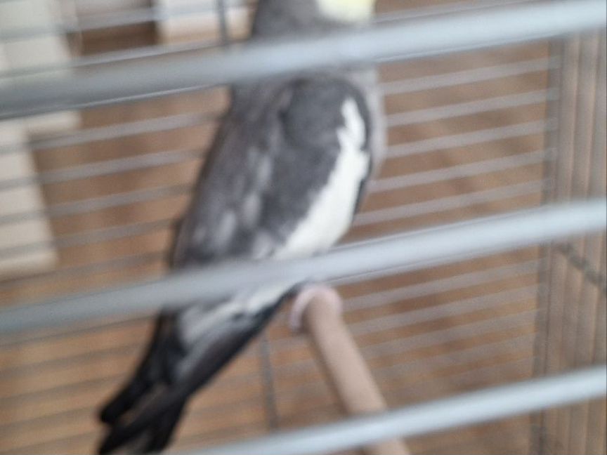 Попугай корелла мальчик