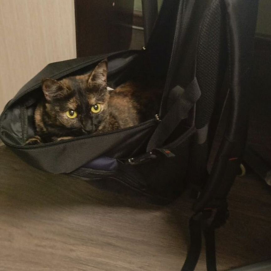 Отдам кошку в добрые руки