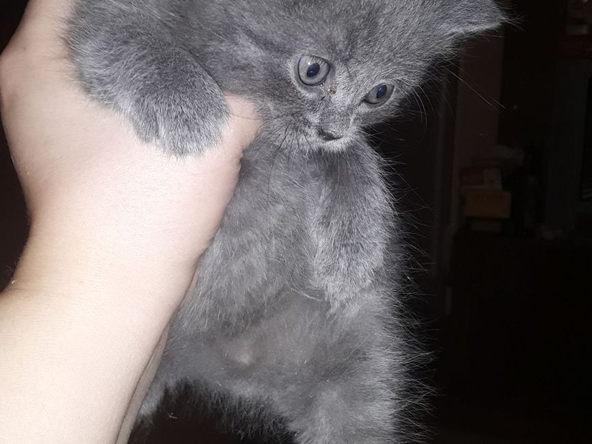 Британские котята