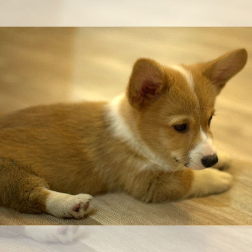 Вельш Корги Пемброк, щенок