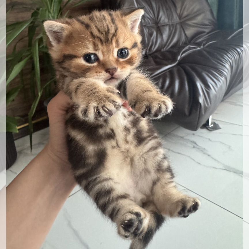 Шотландские котята