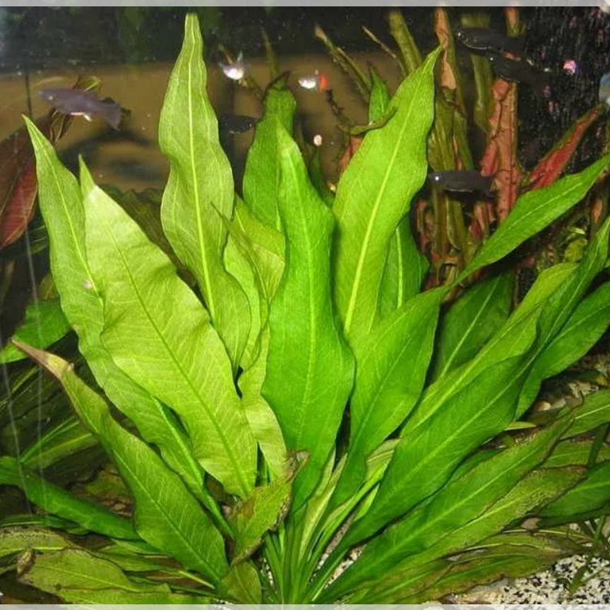 Растение Эхинодорус Блехера (Echinodorus bleheri)