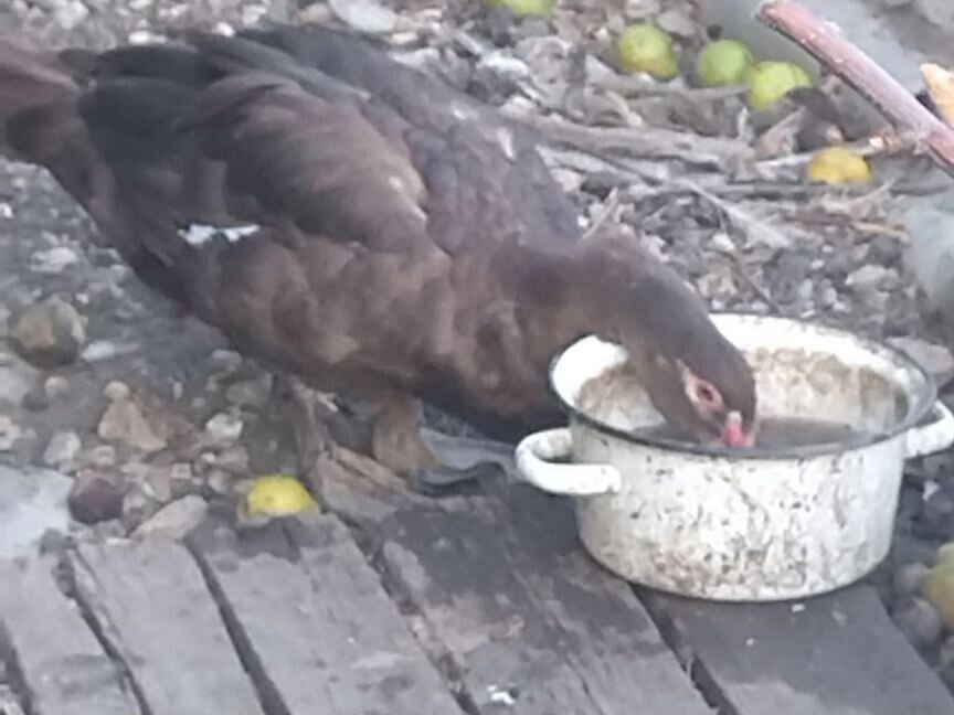 Селезень индаутки