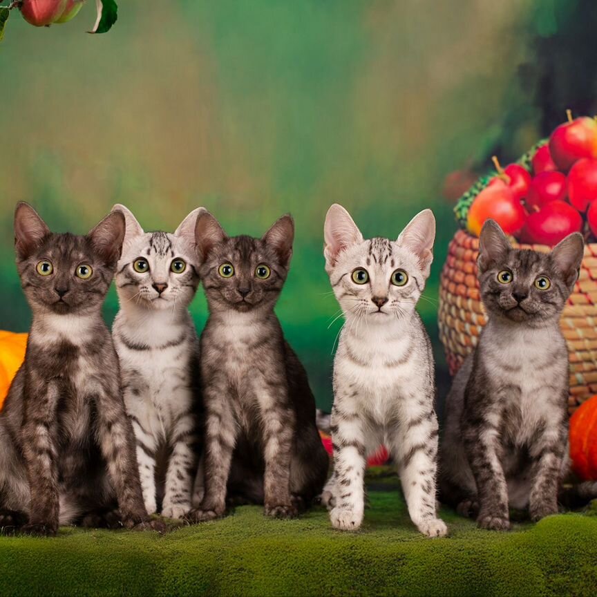 Котята породы Египетская мау