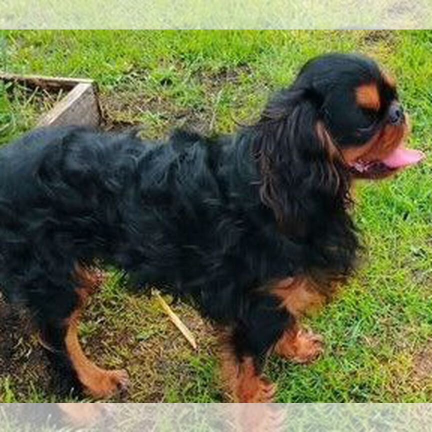 Кавалер кинг-чарльз-спаниель, щенок