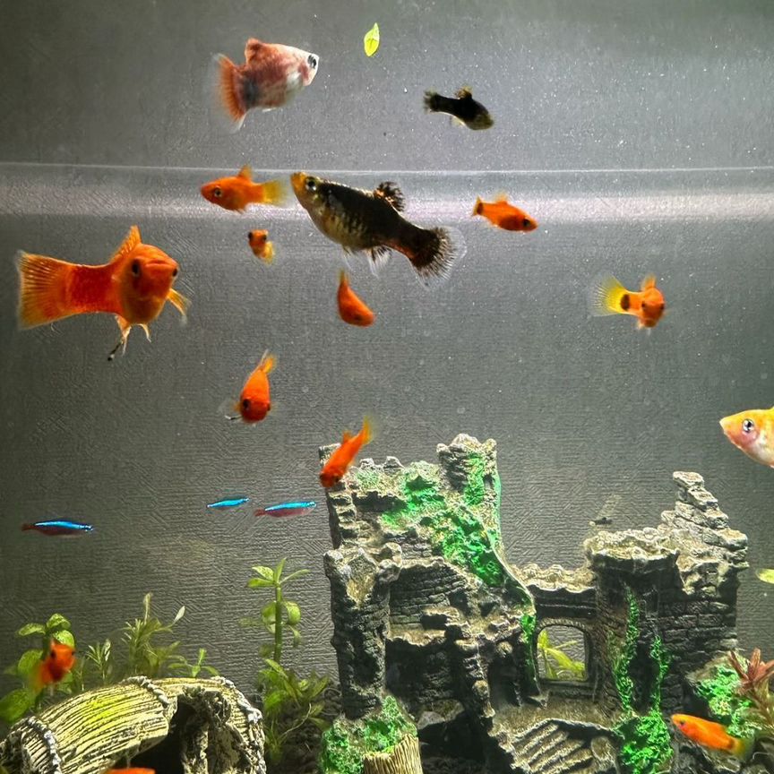 Аквариумные рыбки