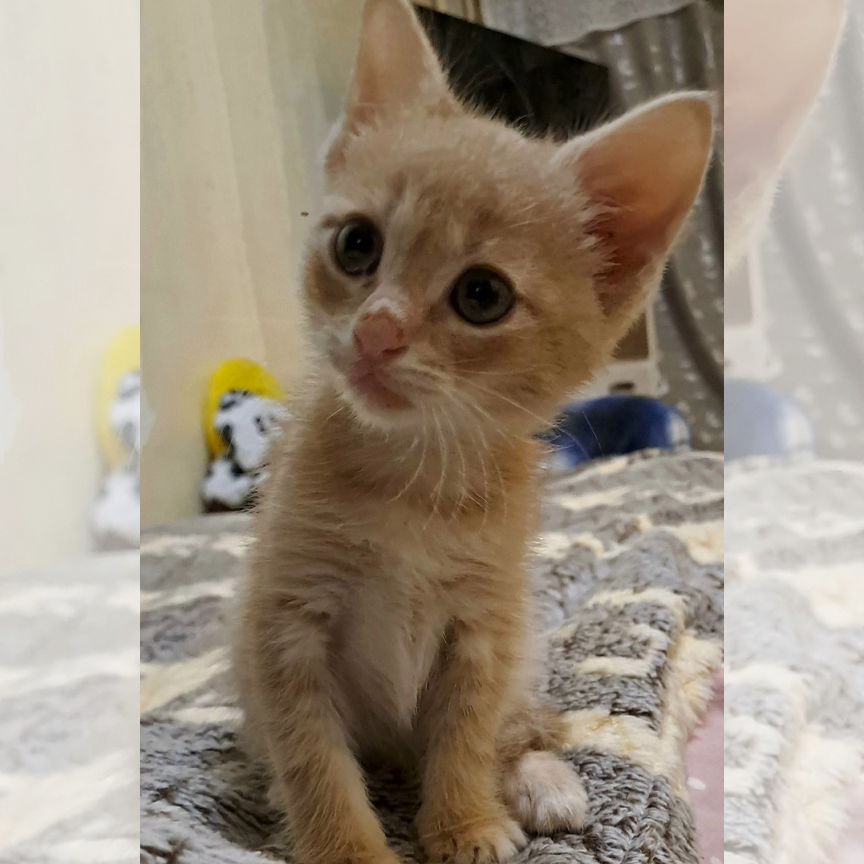 Котёнок в добрые руки