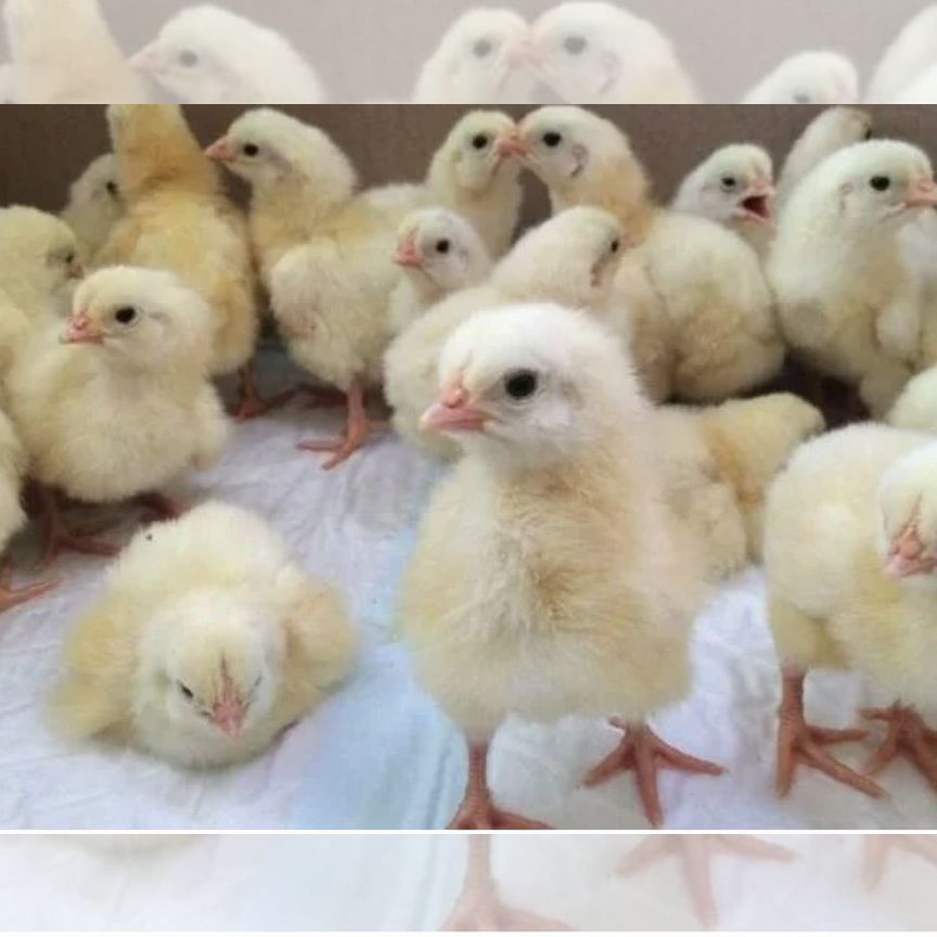 Цыплята бройлеры