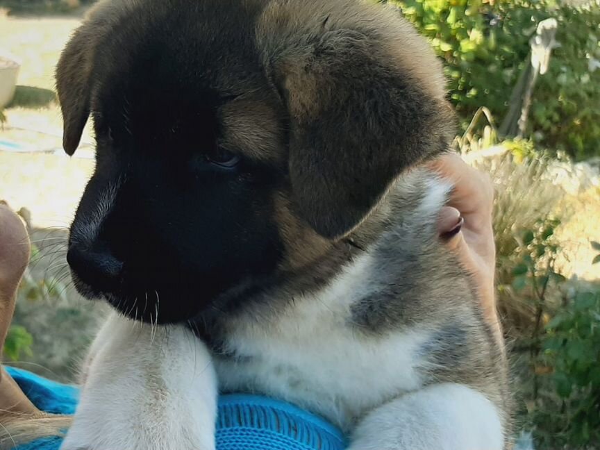 Щенки Американской акиты