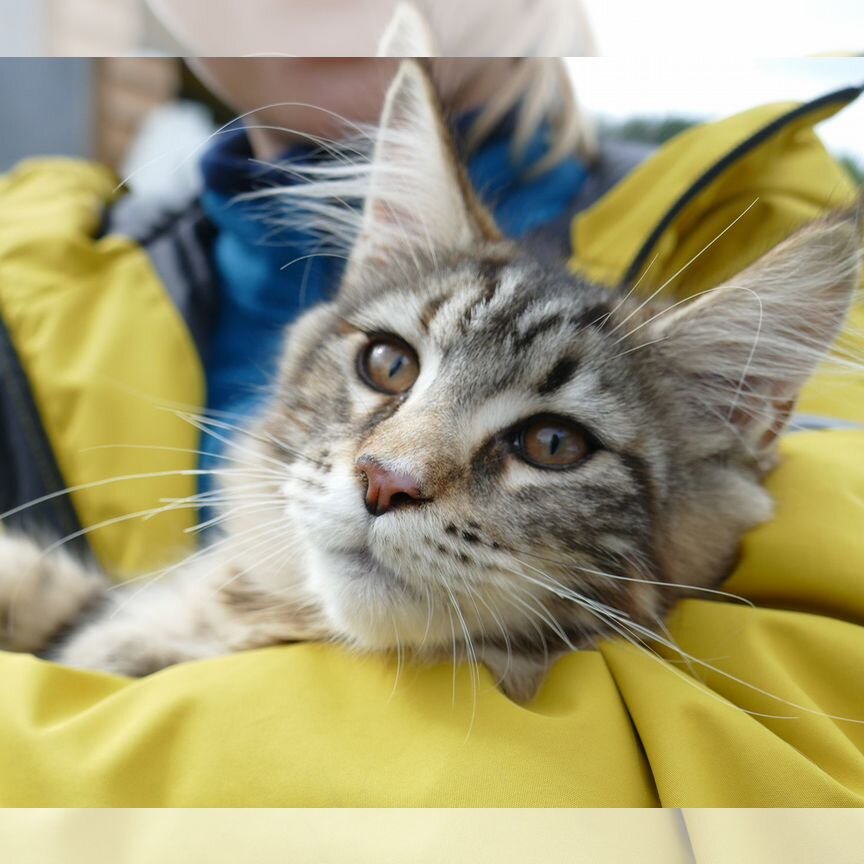 Мейн-кун котёнок