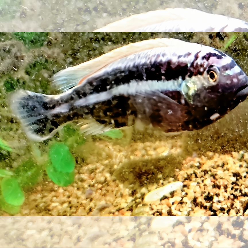 Меланохромис Ауратос