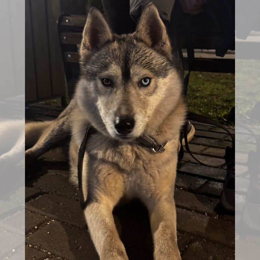 Сибирский хаски, взрослый пёс