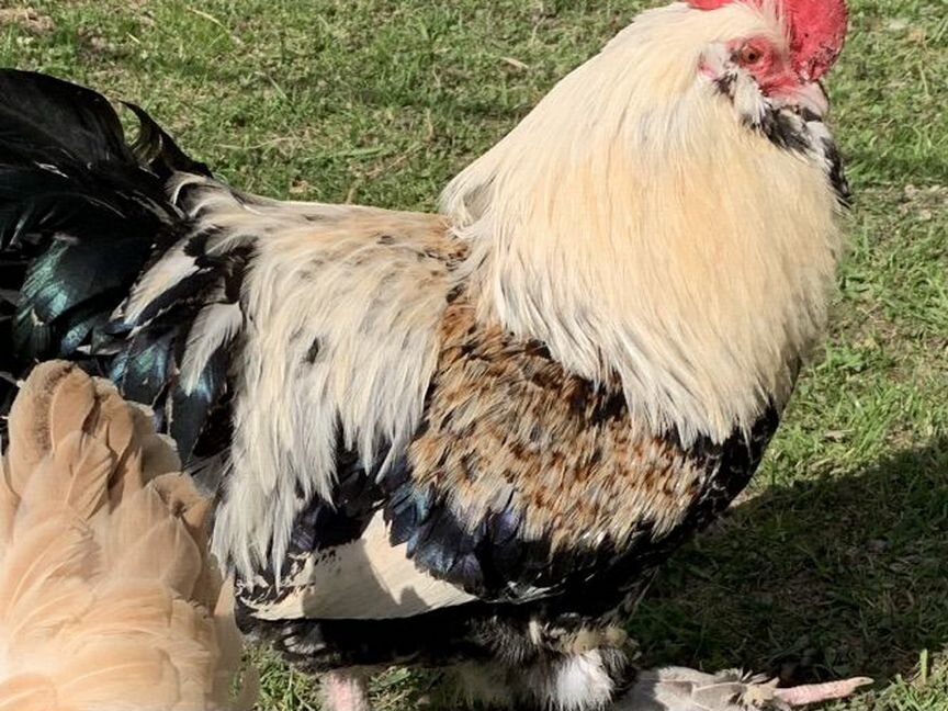 Петух Фавероль лососевый 10 месяцев