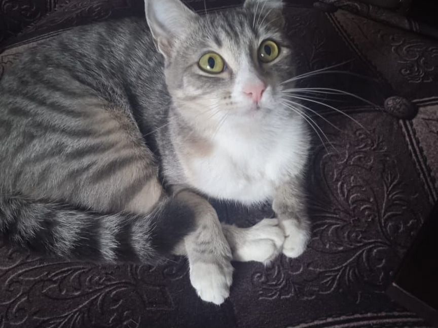 Кошки в добрые руки бесплатно