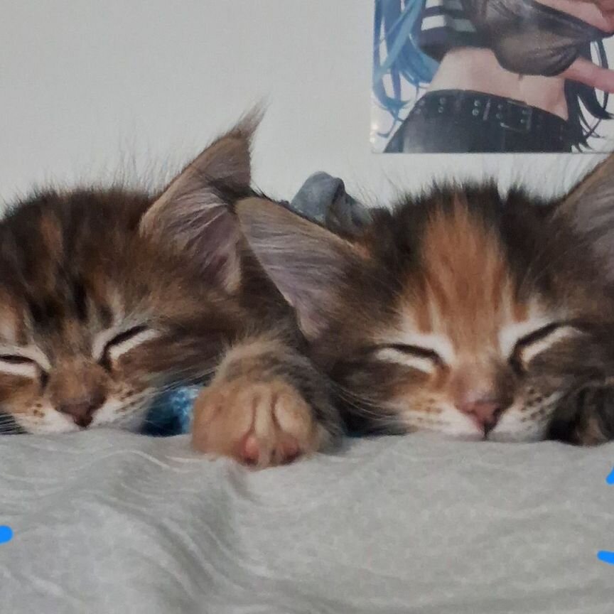 Котята мейн-кун