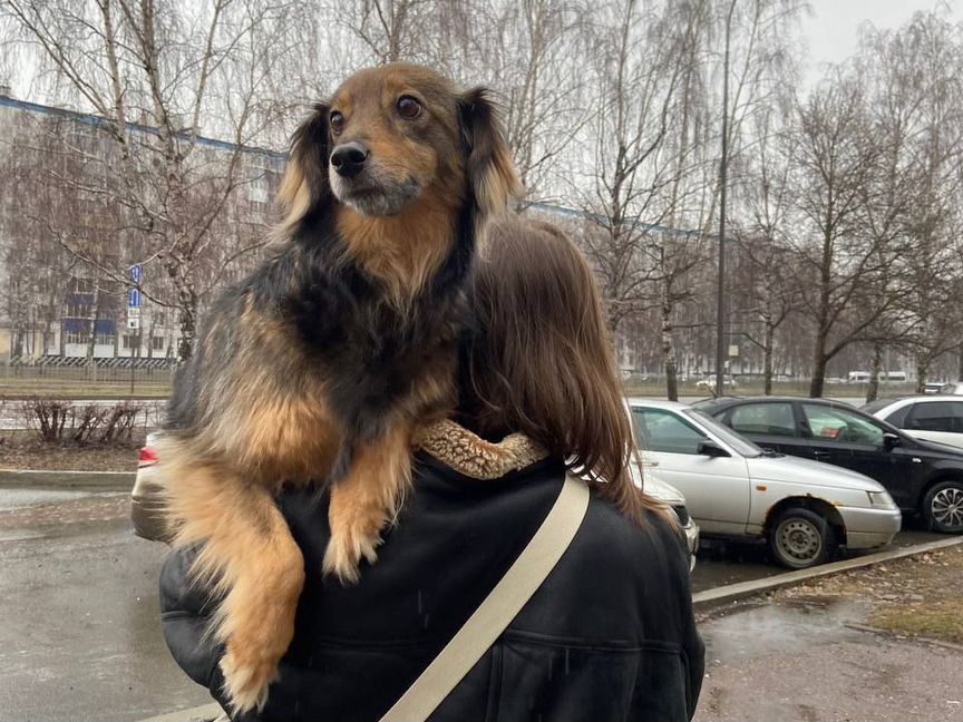 Ищем любящую семью для собачки