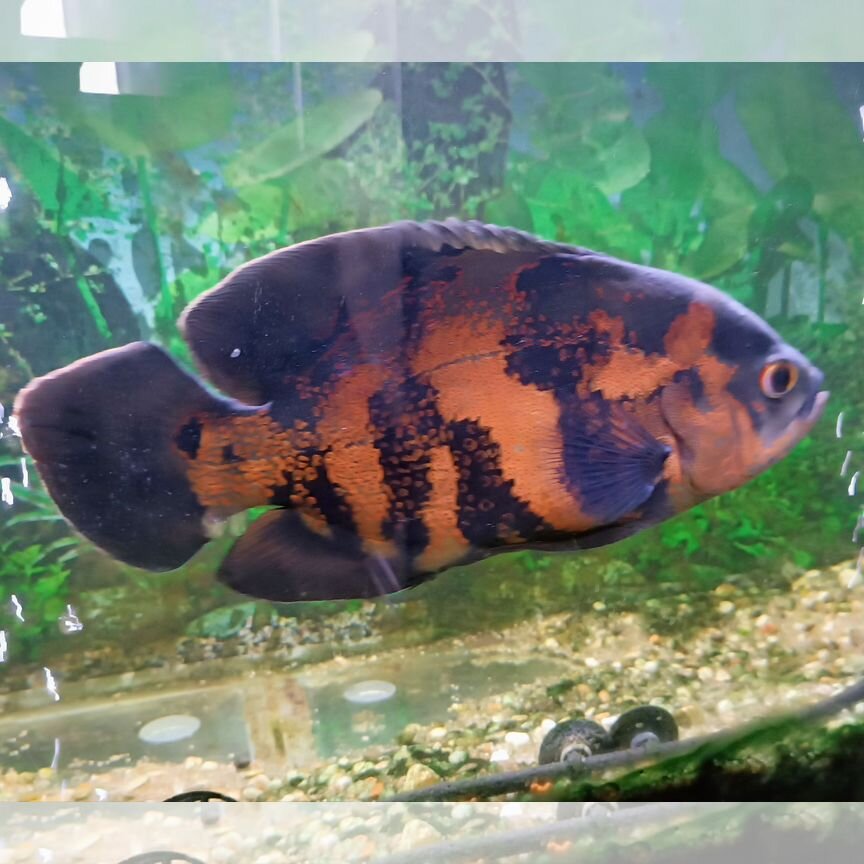 Рыба тигровый астронотус