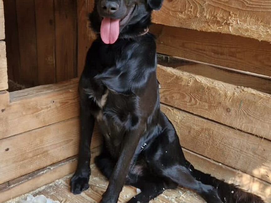 Красавец Милан