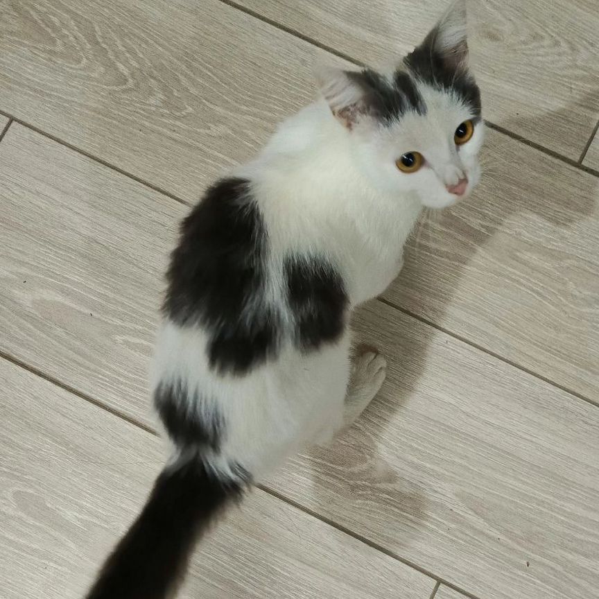 Котёнок в добрые руки