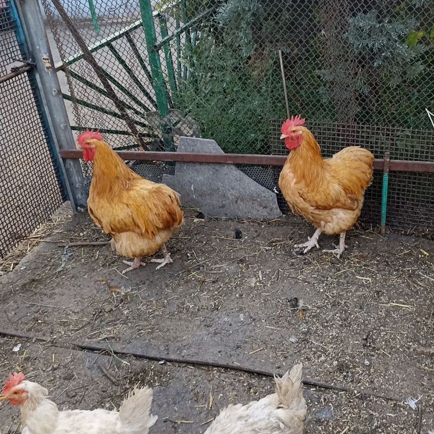 Орпингтон палевый