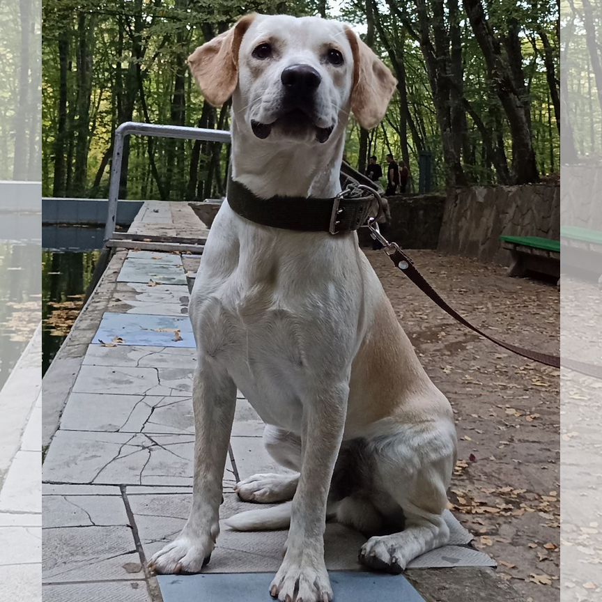 Лабрадор щенок 8 месяцев