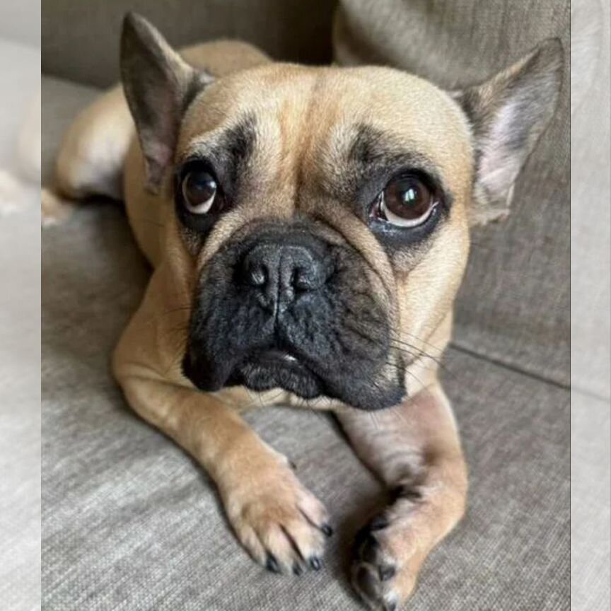 Французский бульдог, взрослая собака