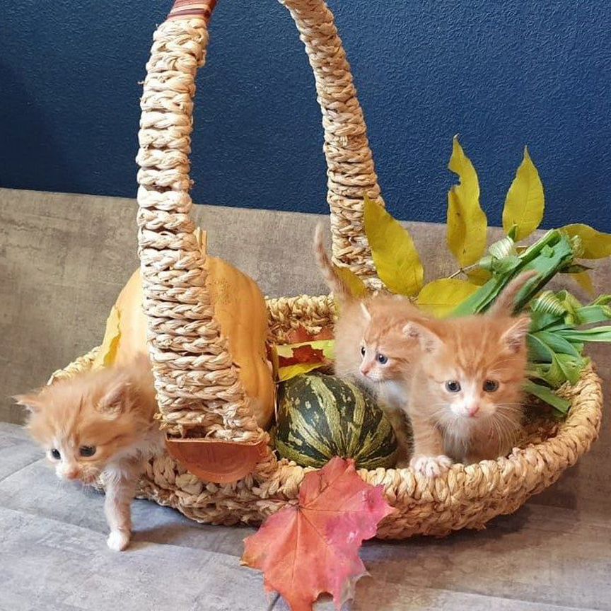 Котята Рыжики в хорошие руки