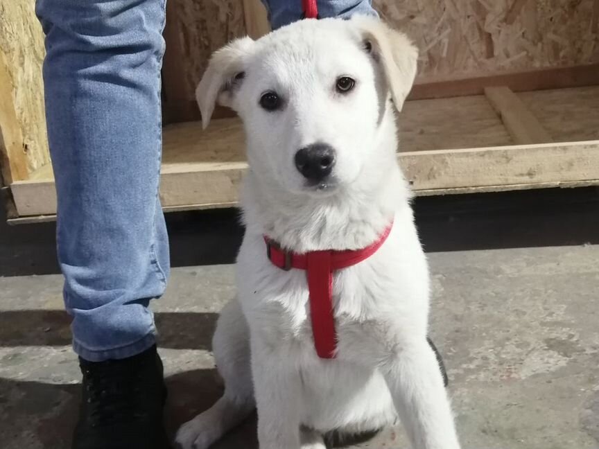 Щенки компаньоны