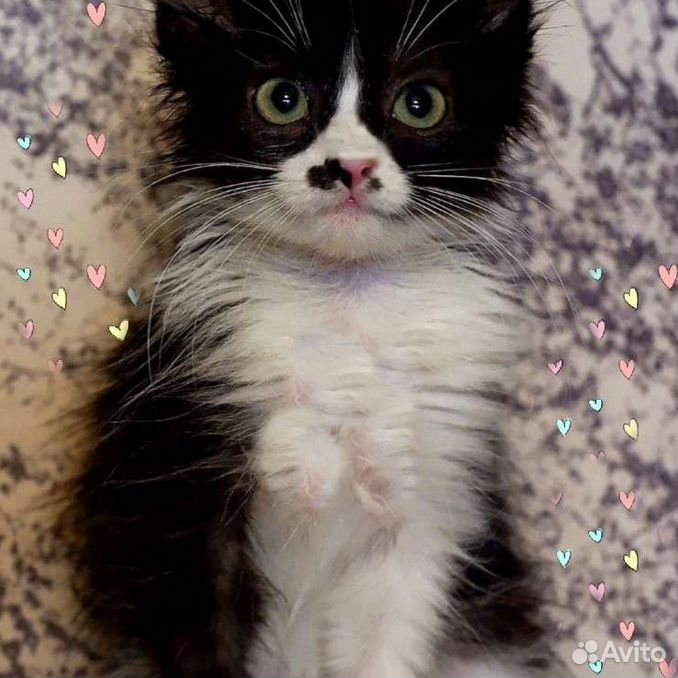 Забавная Феня ищет дом