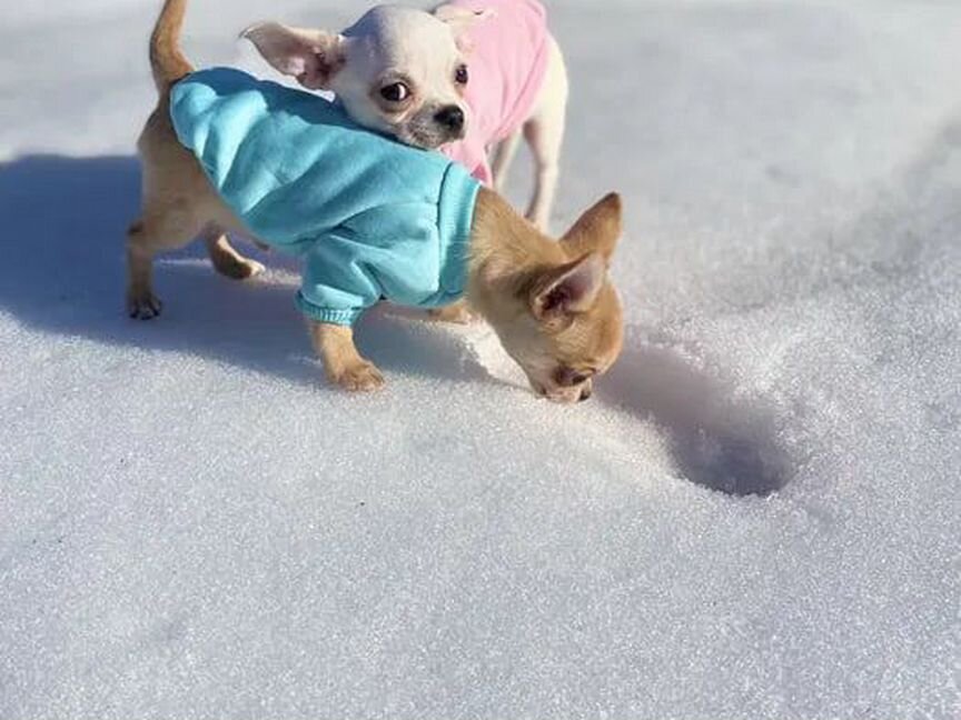 Щенки чихуахуа